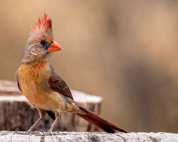 Birds | NORTHERN JAGUAR PROJECT