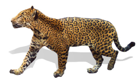 About the Jaguar | NORTHERN JAGUAR PROJECT