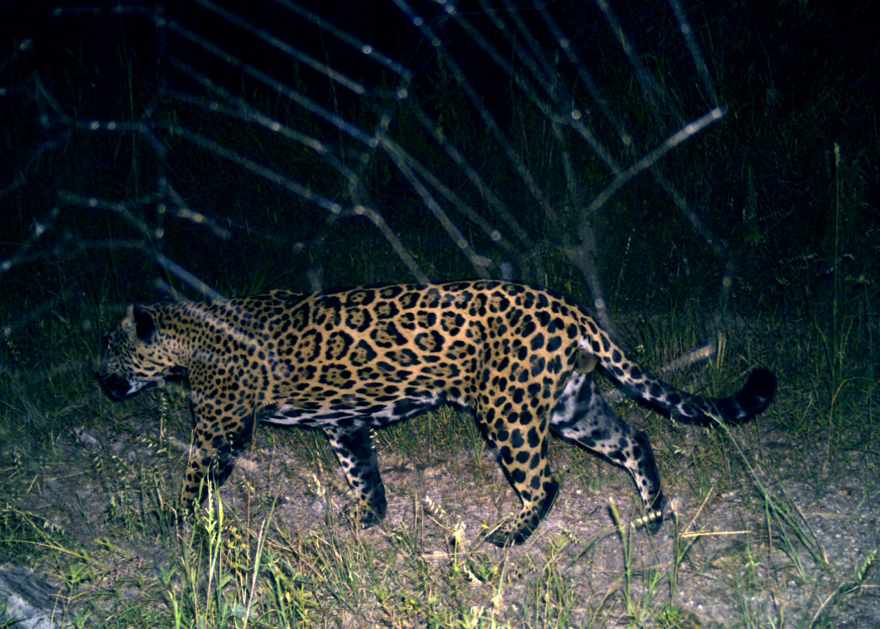 About the Jaguar | NORTHERN JAGUAR PROJECT