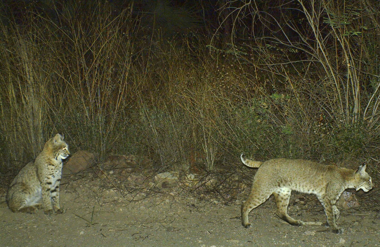 Bobcats and ocelots | NORTHERN JAGUAR PROJECT