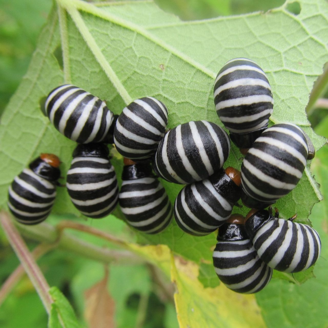 Invertebrates | NORTHERN JAGUAR PROJECT